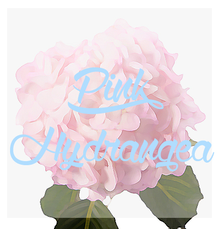 Pink Hydrangea | LINE WEBTOON