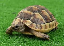 Ruku the saviour | WEBTOON