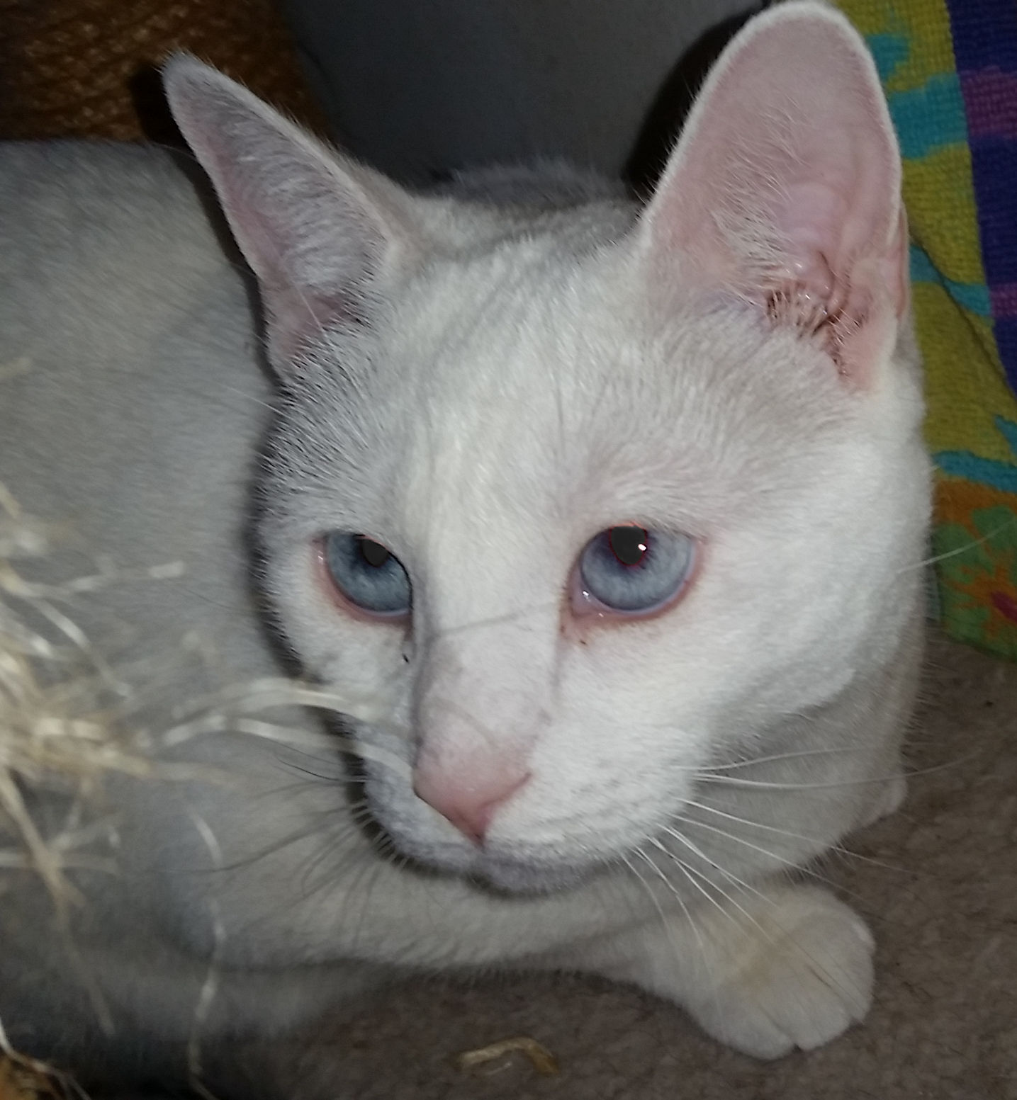 My Little Lie | WEBTOON