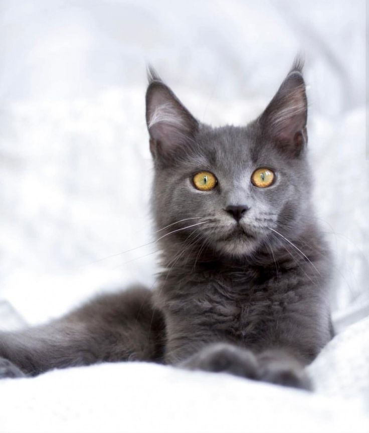 Catsu The Cat | WEBTOON