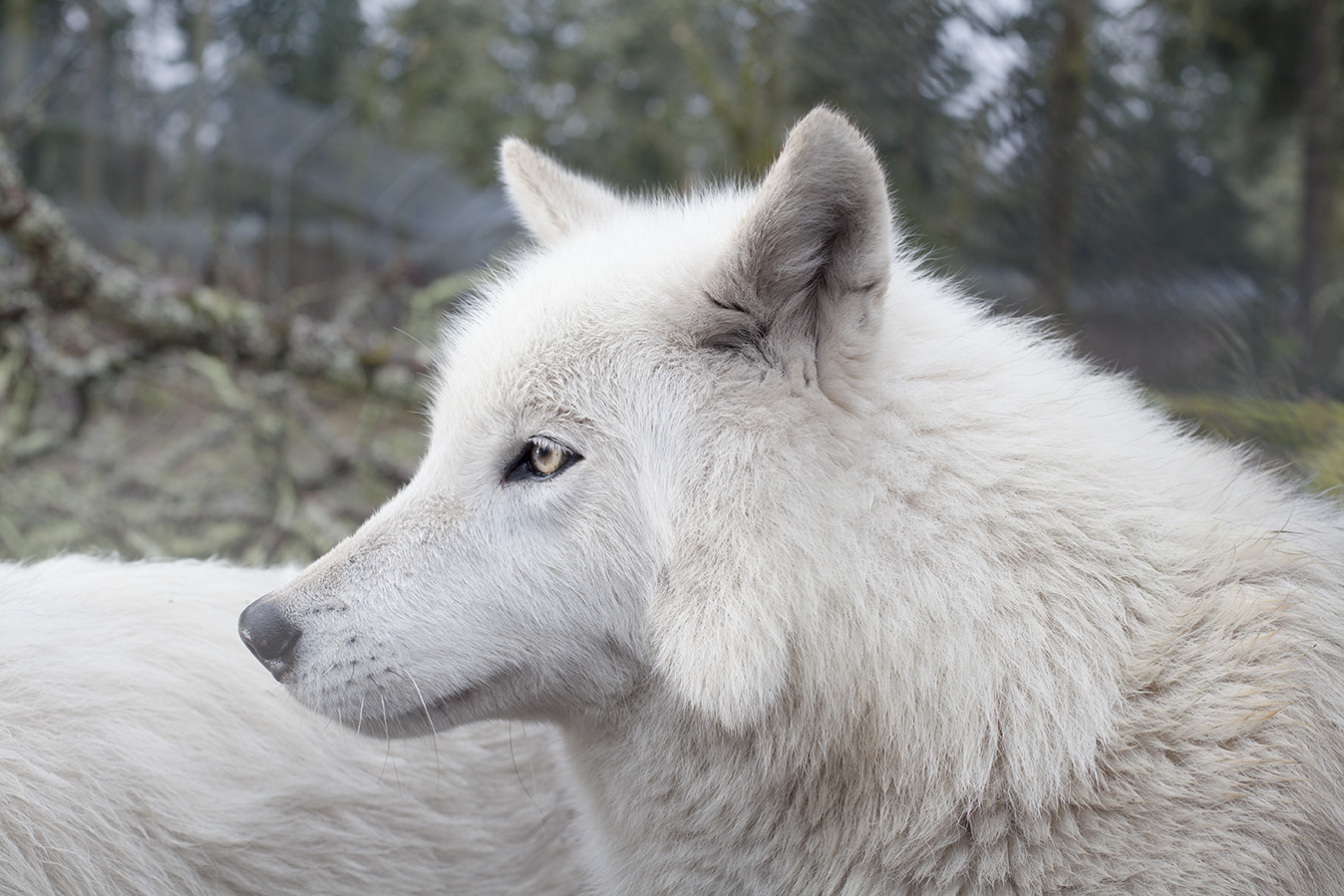 Howling heart. | WEBTOON