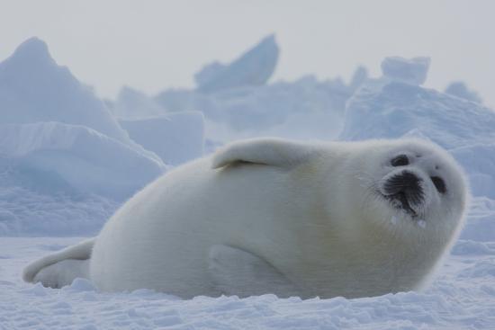 Fluff Boi Bounce | WEBTOON