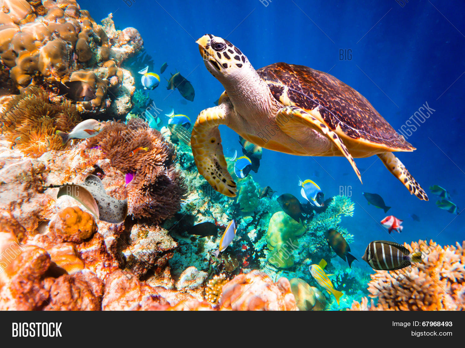 Cool Beans | WEBTOON