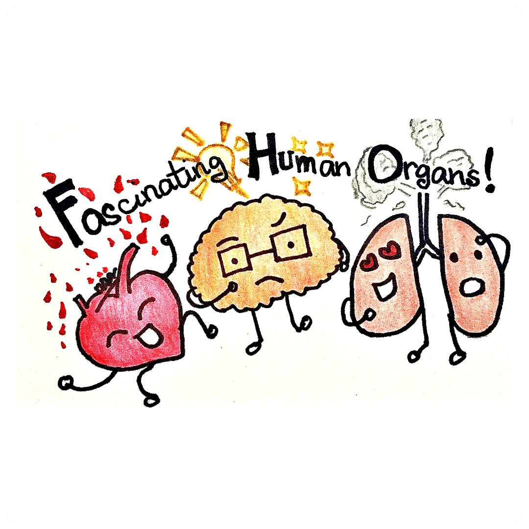 Fascinating Human Organs ！ | LINE WEBTOON