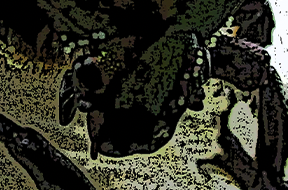 Beetles of italy | WEBTOON