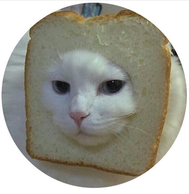 El gato hecho por pan | WEBTOON