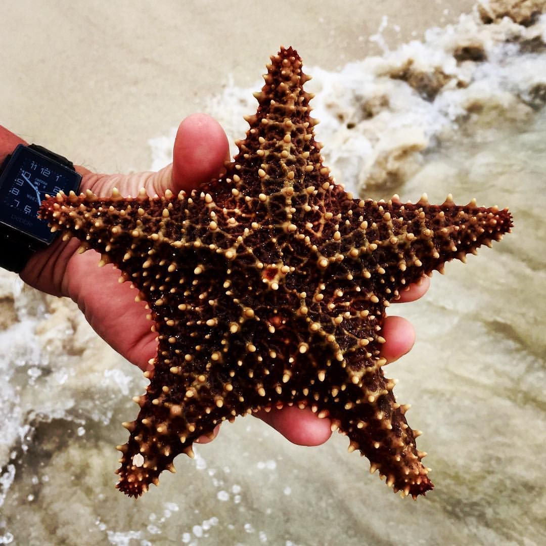 a weee bit bout starfish | WEBTOON