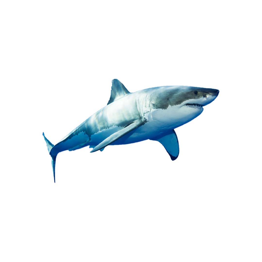 jpg of a shark dot com | WEBTOON