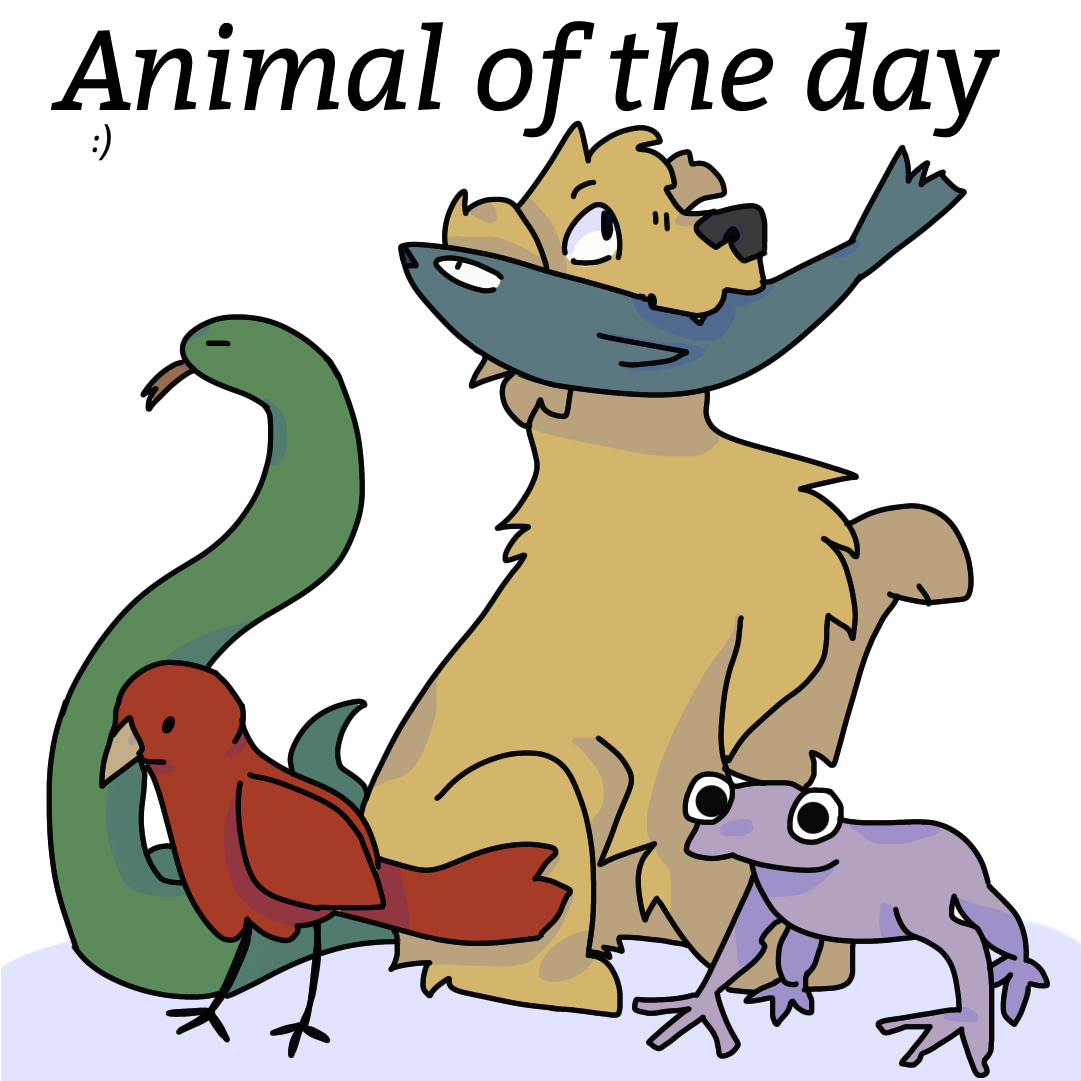 Animal of the day | WEBTOON
