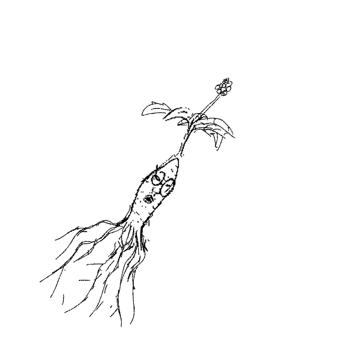 Ginseng Reincarnation (shortened version) | WEBTOON