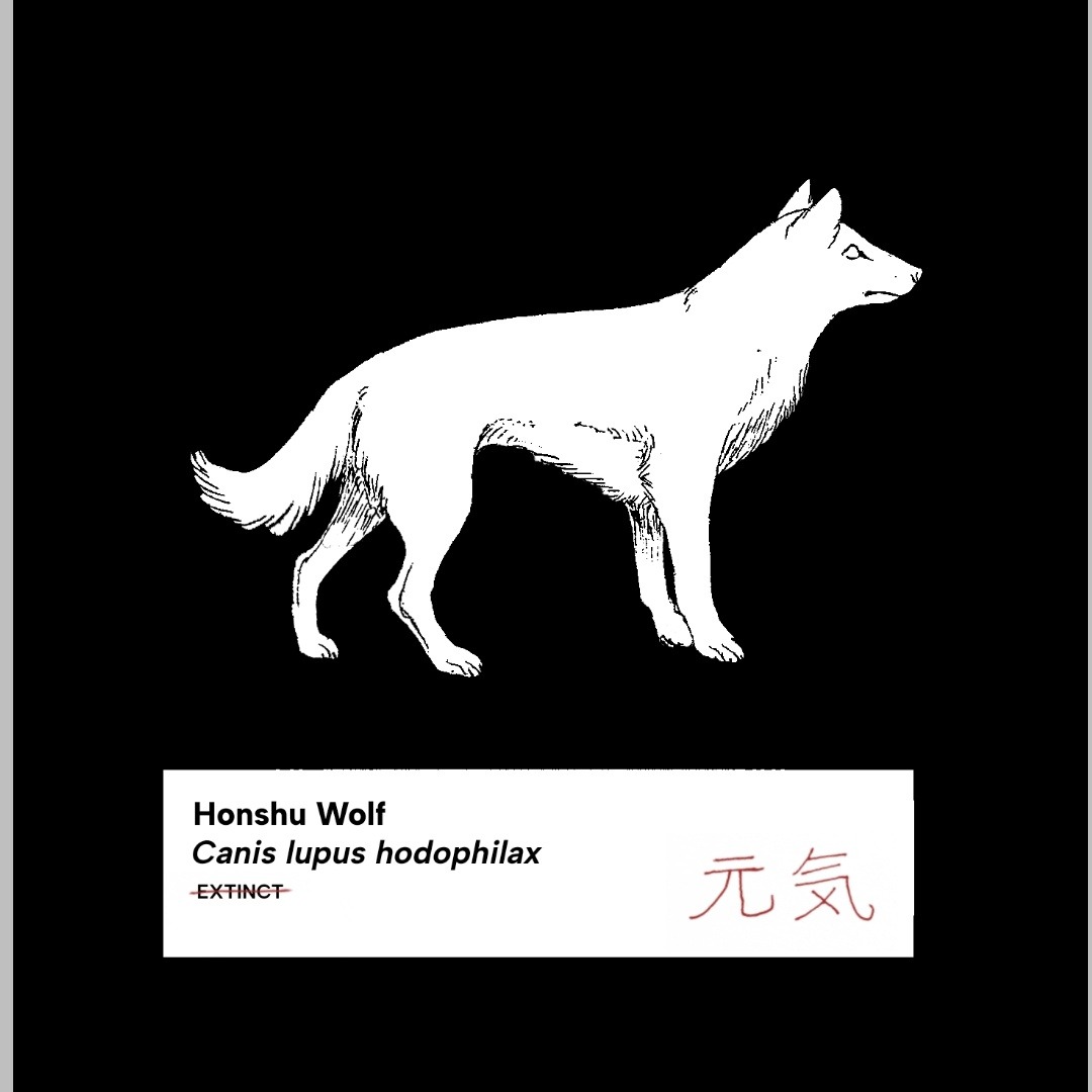 The Ghost Wolves of Japan | WEBTOON