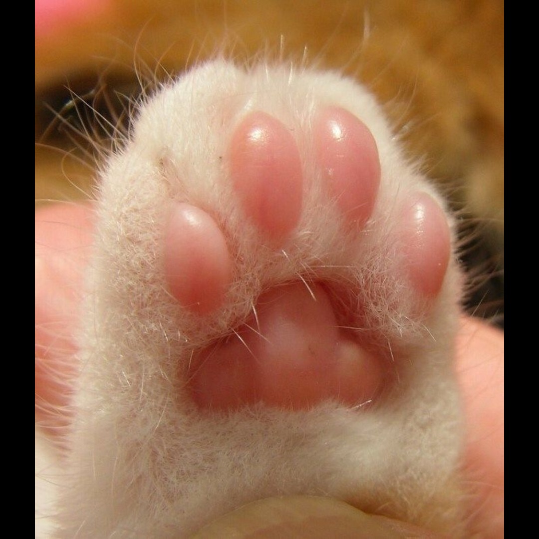Toe Bean #1 - 1 | Cat Toe Beans