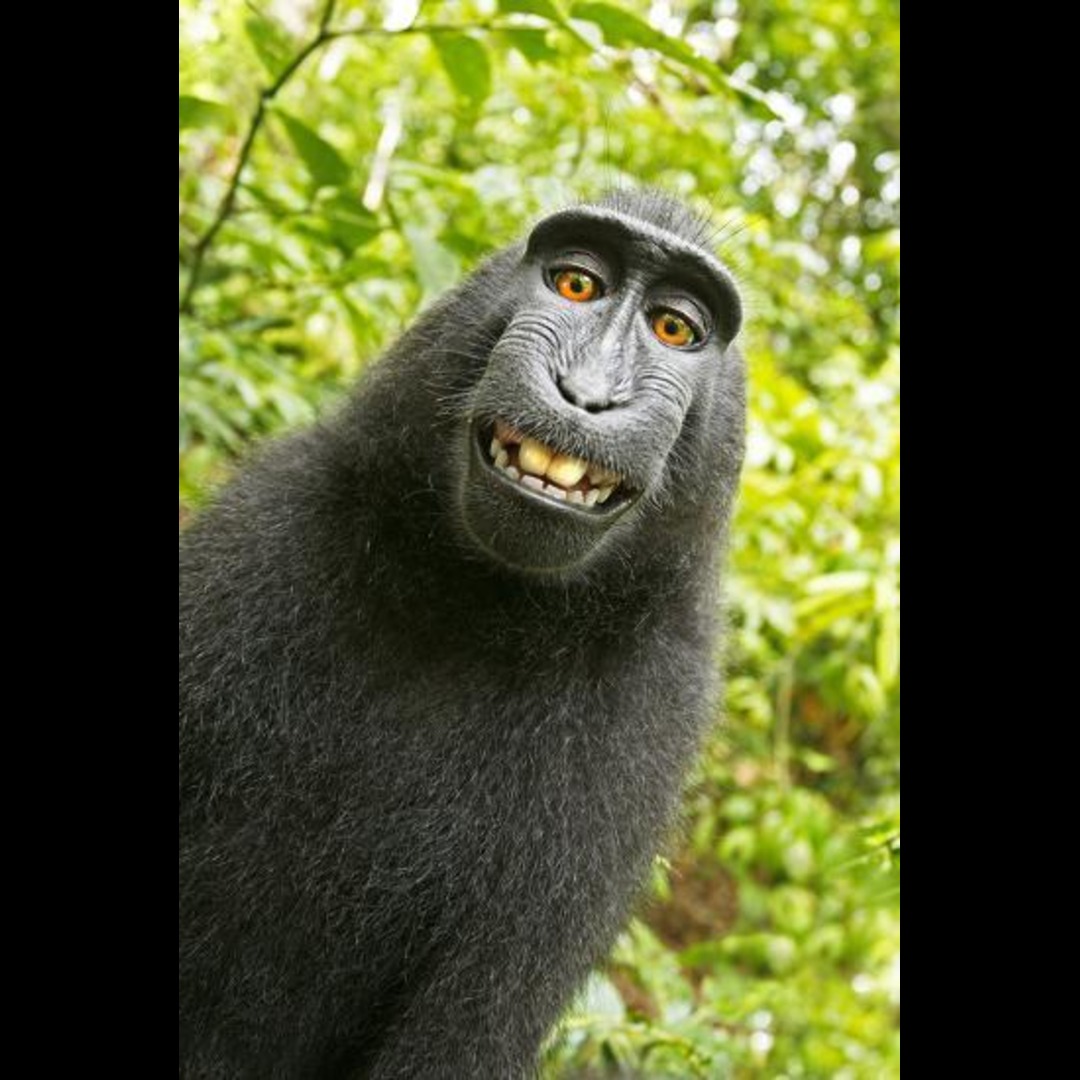 The Monke War | WEBTOON